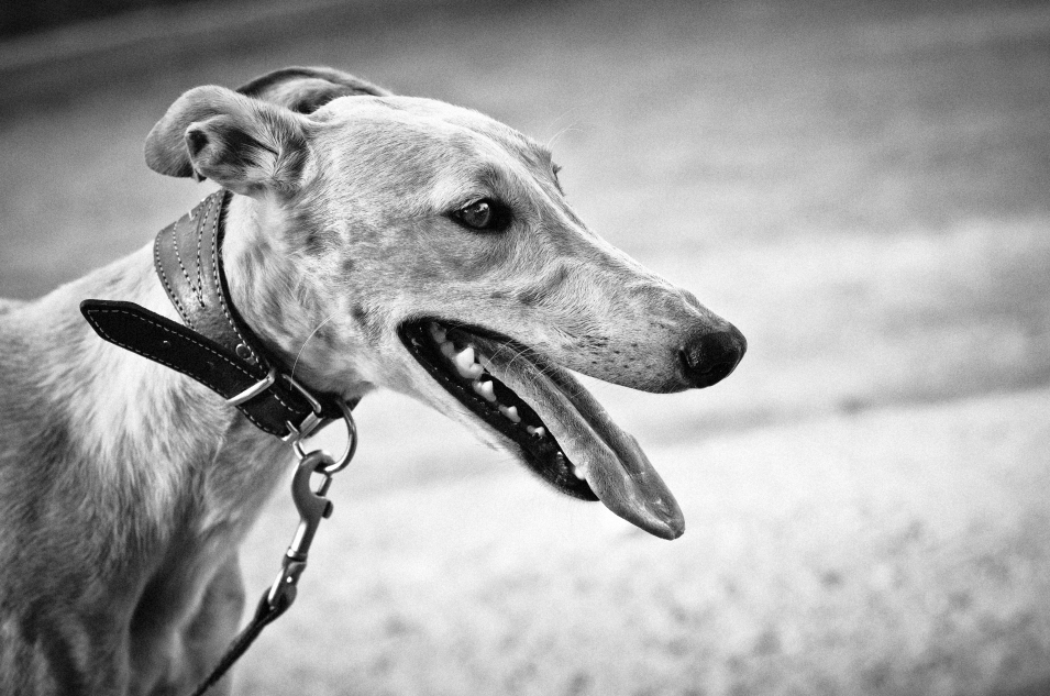 NUNCAJAMAS COCKER: DIA MUNDIAL DEL GALGO; 10 RAZONES PARA ADOPTAR UN GALGO