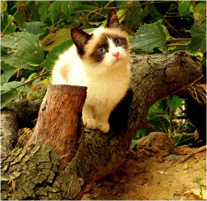 FOTO NATURA HUESCA 2: EL GATO felis silvestris catus Johann Christian ...
