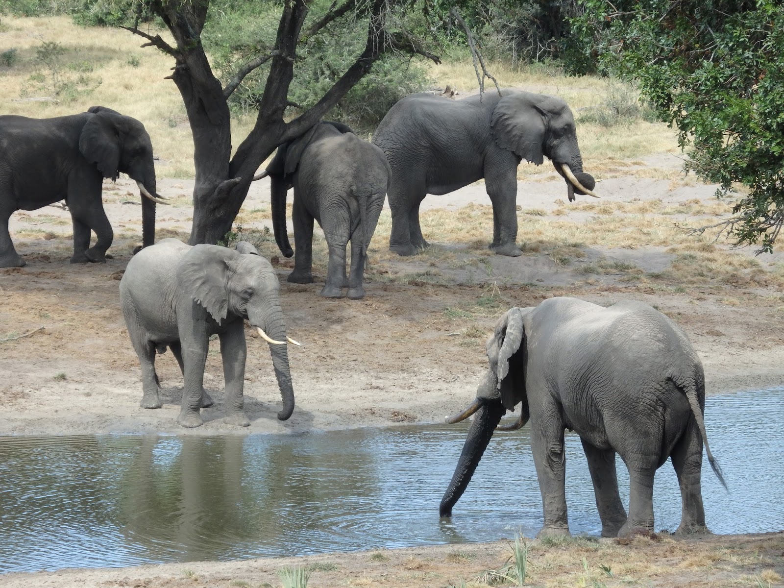 Afrique du Sud - Safari à Tembe Elephant Park : éléphants, buffles ...