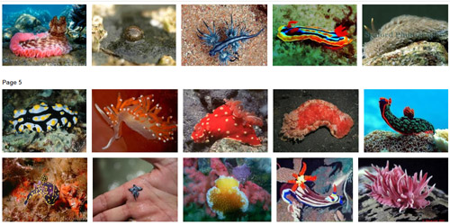 .: Los 6 animales mas raros que he visto gracias al internet.