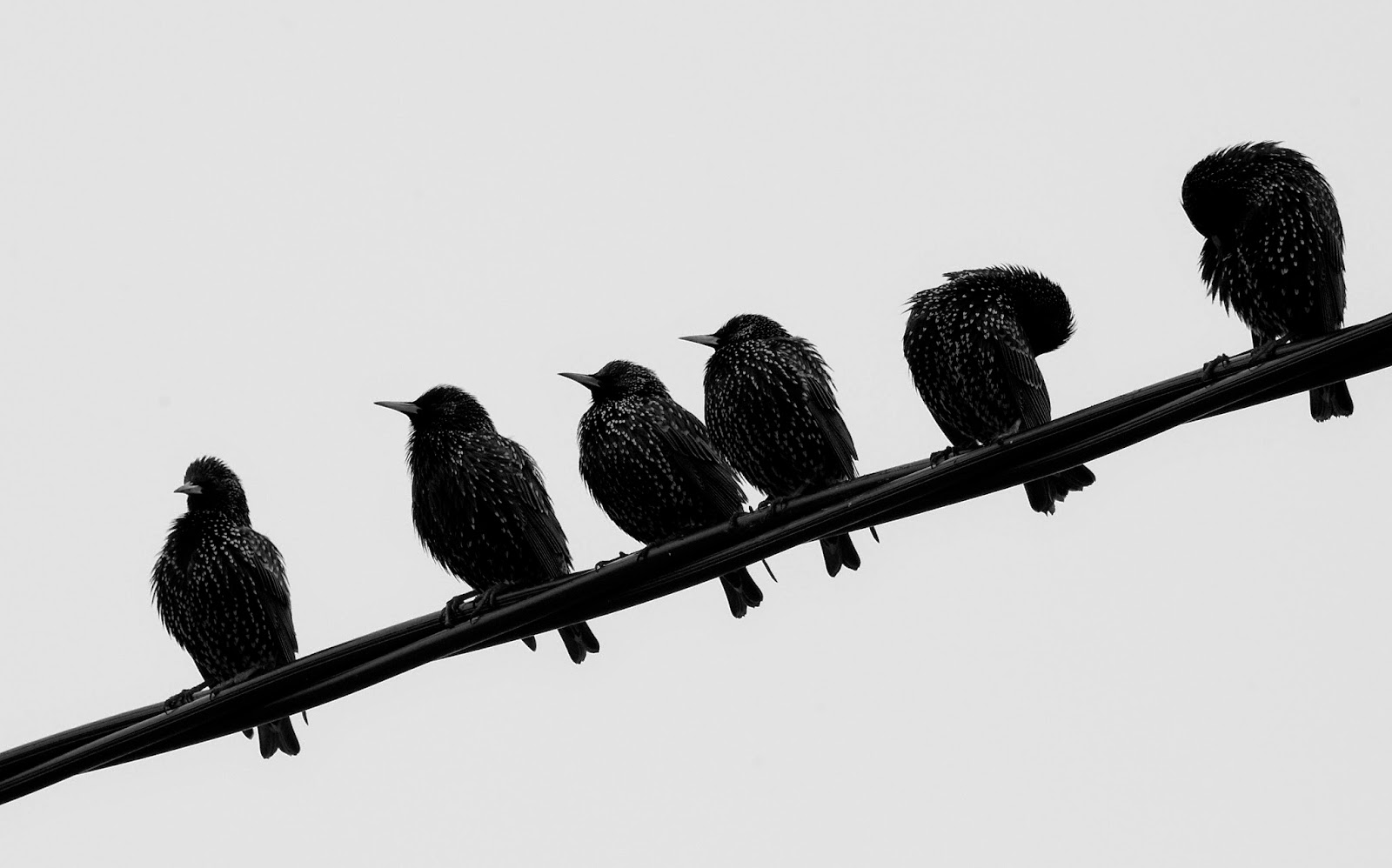 Naturfoto Einar Hugnes: Fugler i sort-hvitt