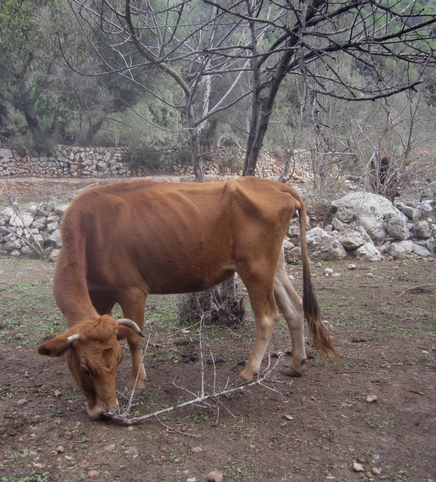 Cuentos Chinos: Vacas flacas
