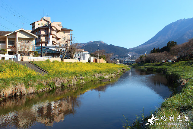哈利先生: Japan Kyushu ∥ Yufuin - Yellow Blossoms Light Up The Hot Spring Town