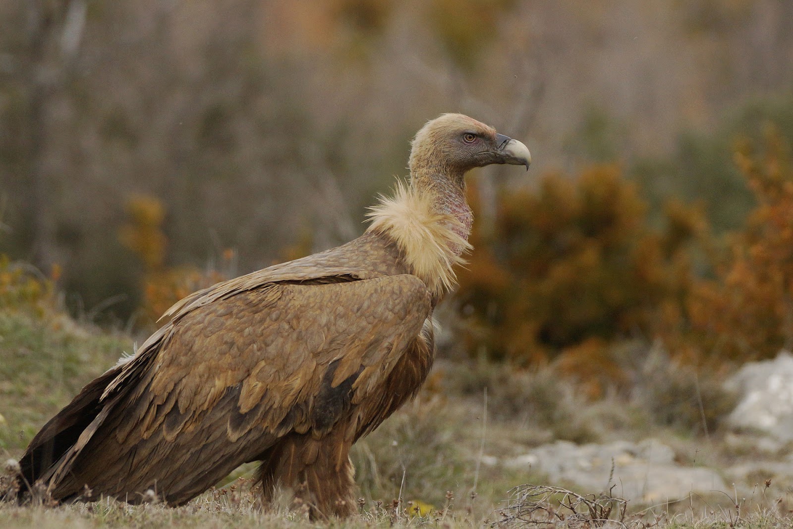 Pasión por las aves: Buitre leonado.(Gyps fulvus)
