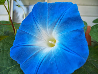 Walking With Ancestors: 2015