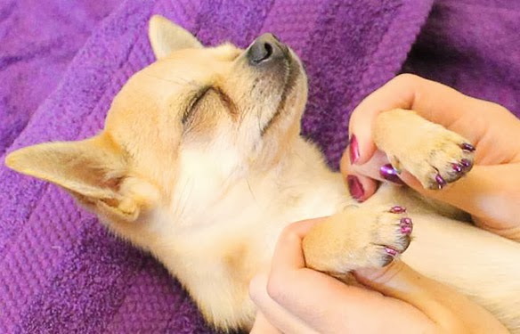 EXTREME PET PAMPERING!: DOGS get Facials & Fake Nails! | BOLD and ...
