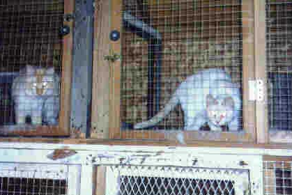 Kitten Mills - What are They and What Do They Do