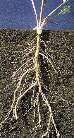 Quimica y Biologia: LA RAÍZ
