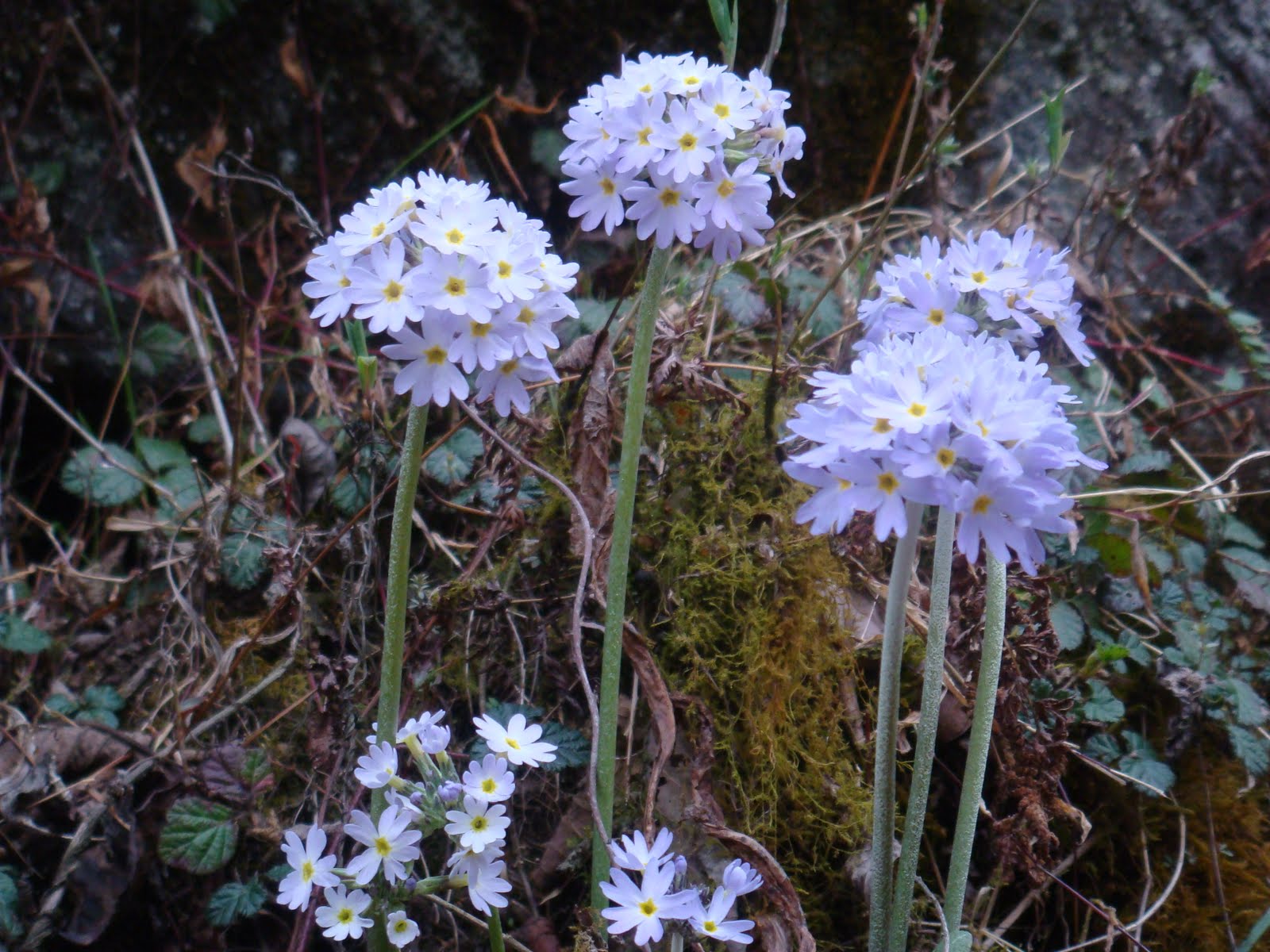 A Protest of Romance: July 2011