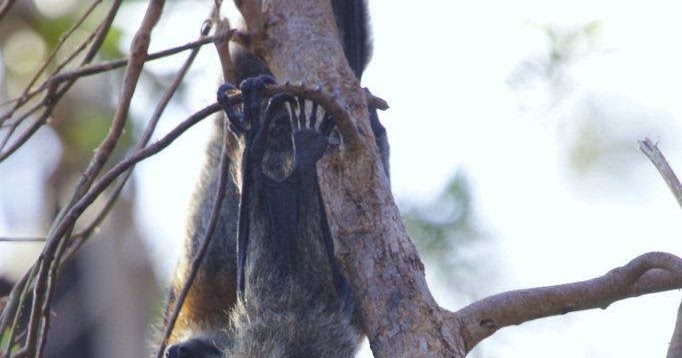 Flying fox dispersal at Coolum splinter camp
