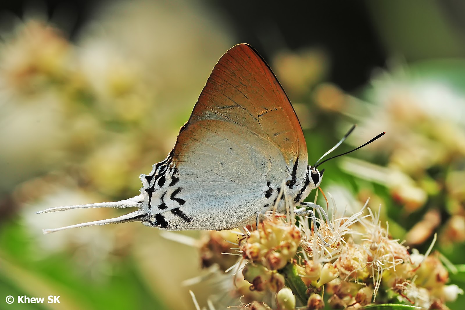 Butterflies of Singapore: Sep 13, 2020