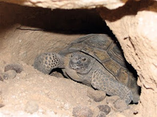 What You Need To Know About Tortoise Hibernation ~ Tortoise Types
