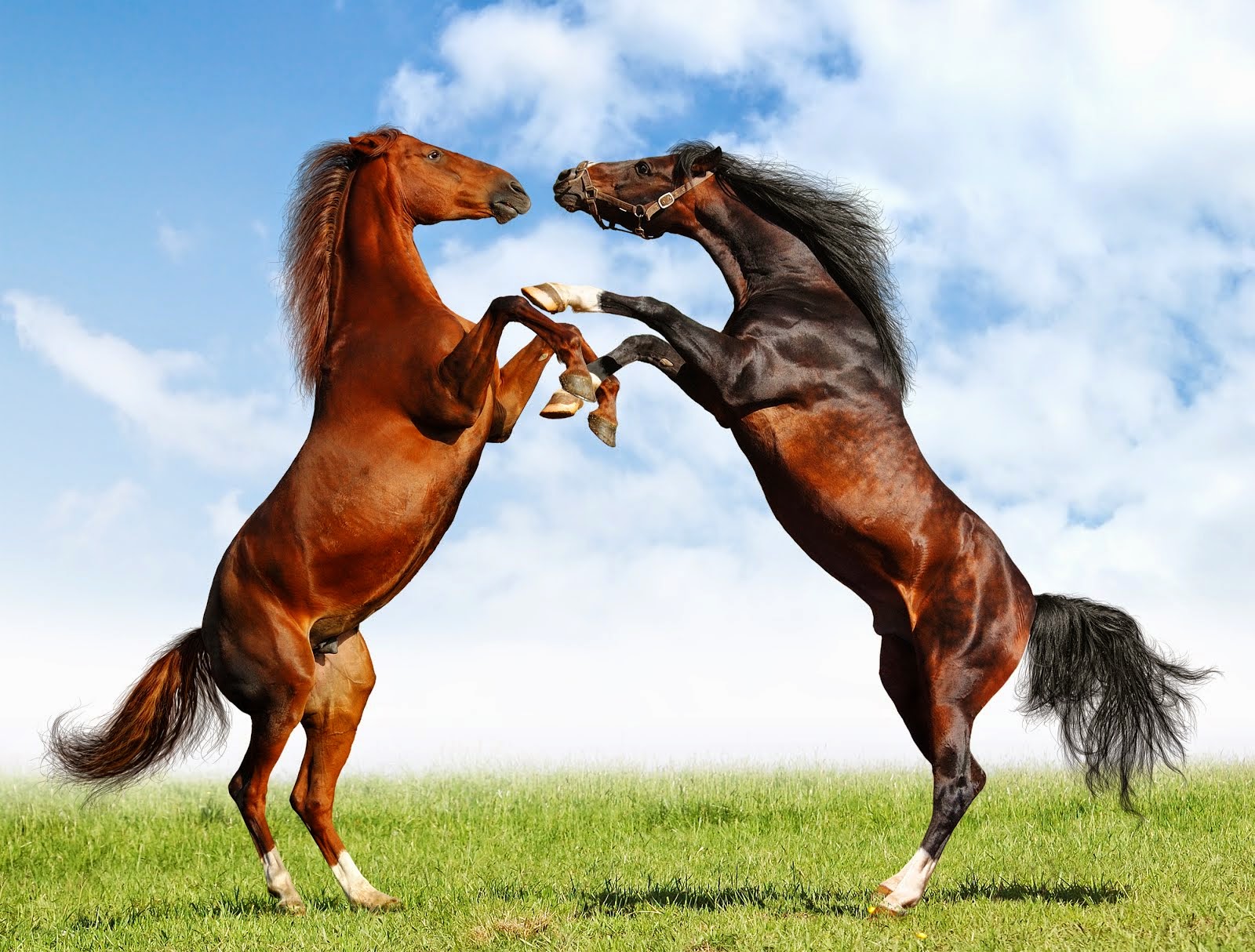 la historia del caballo y pasos de caballos : CABALLOS