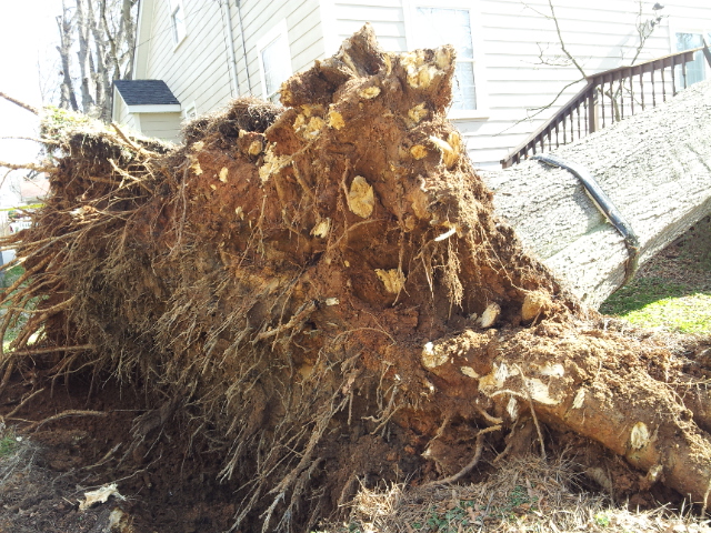 The Wandering Arborist: Anatomy of a Tree Failure