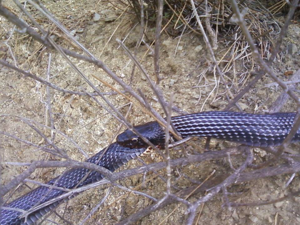 Biodiversity of Cyprus by NGO Protection of the Natural Heritage and ...