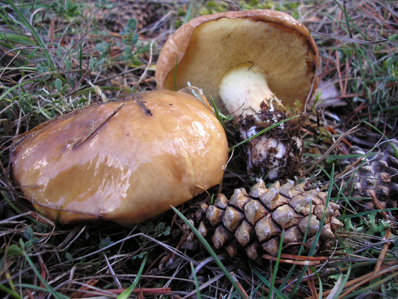 Flora, Fauna y Fungi del Valle del Rudrón en Burgos: Suillus luteus