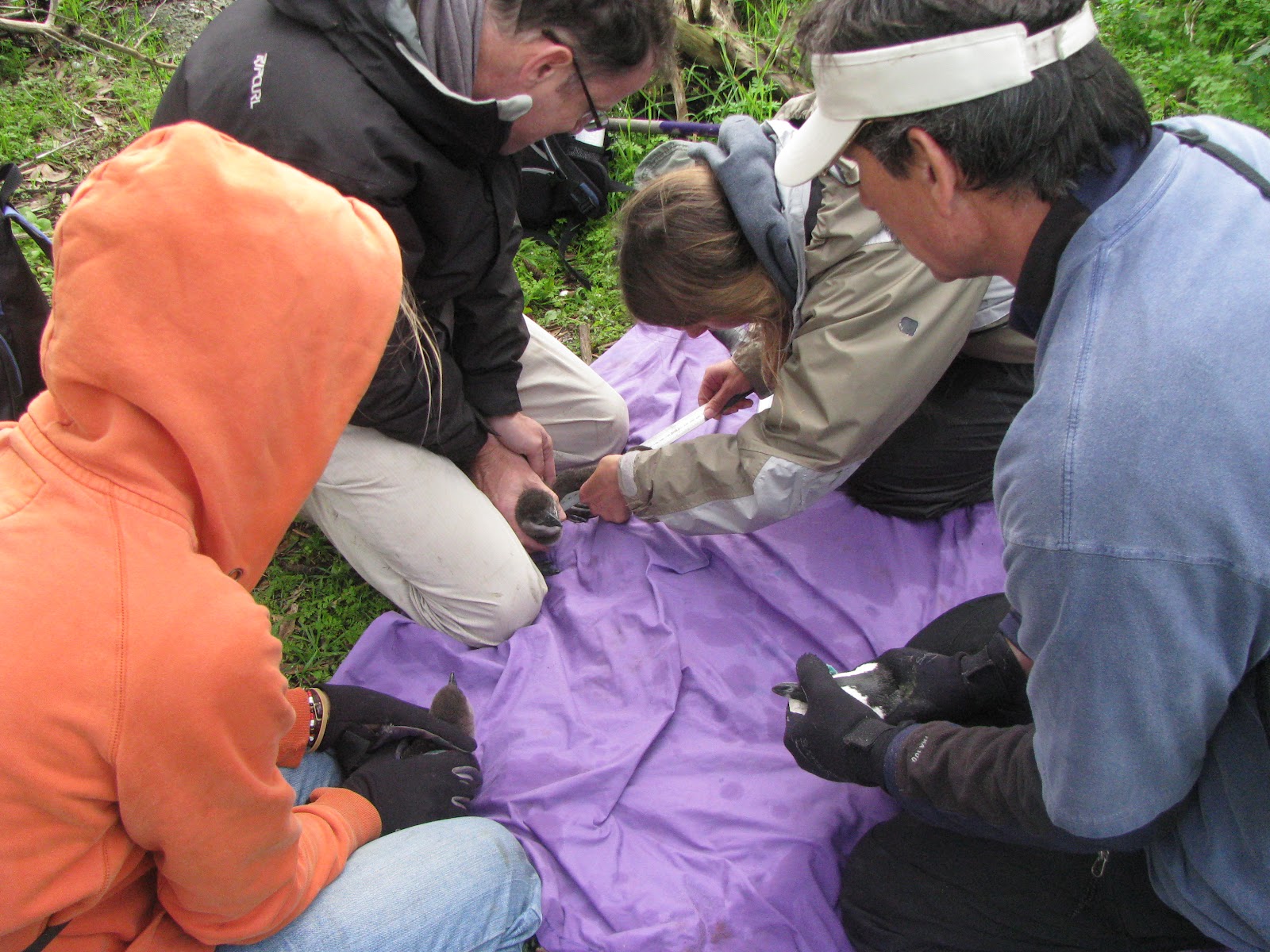 Robben Island Penguin Tracks: Loggerbird spotted!