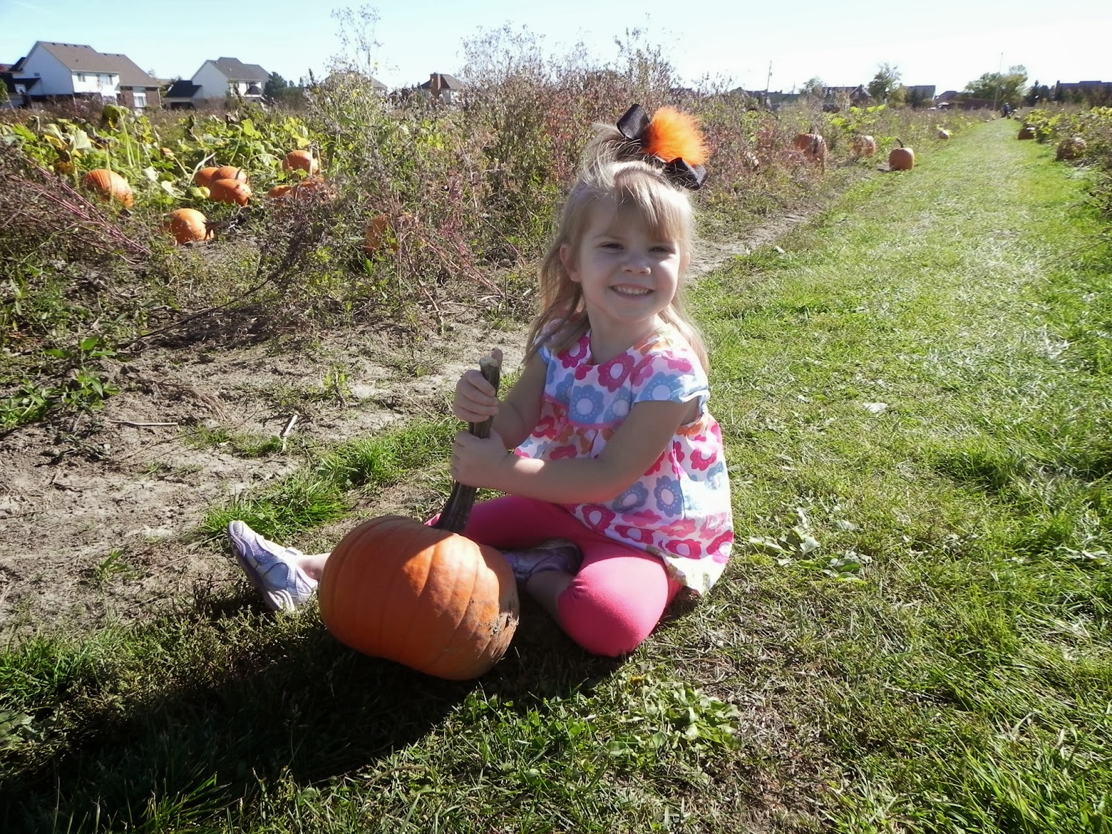 Leah Loo, Jelly Boo, and Teddy Too: Pumpkin Patch