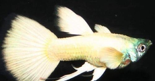 CHOCO GUPPYMANIA: GUPPY WHITE BIG EARS