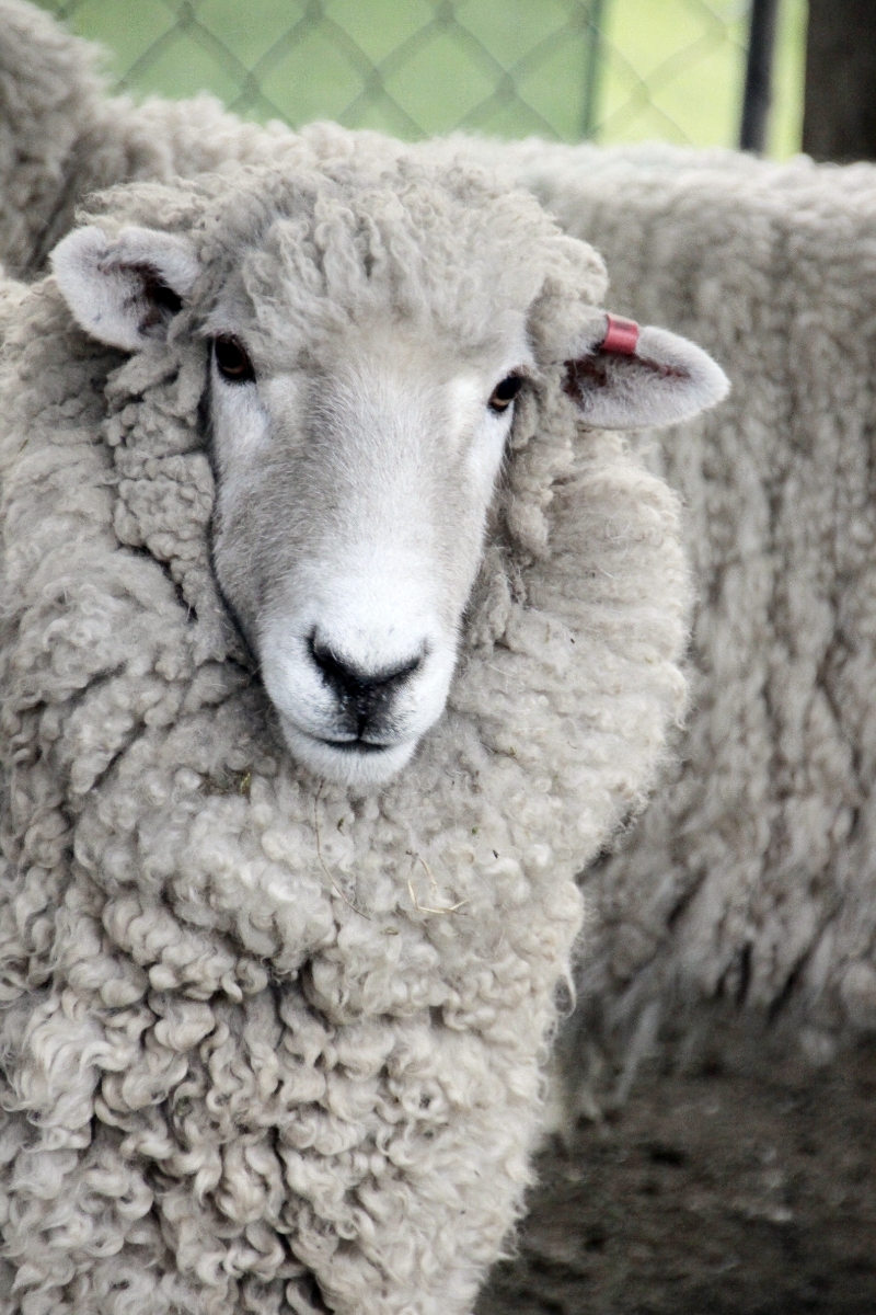 Ford Family Photos: Waiting Sheep - Walter Peak Sheep Station ...