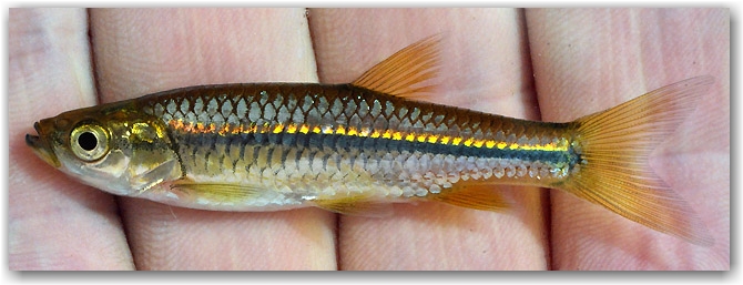 Rasbora daniconius -Striped rasbora - Dandia | FRESHWATER FISHES OF SRI ...