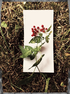 Clare Parsons Photography: Fun With Lumen Prints (Luminograms)