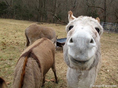 Farmgirl Fare: Tuesday Dose of Donkey Cute: New Year's Eve Wish