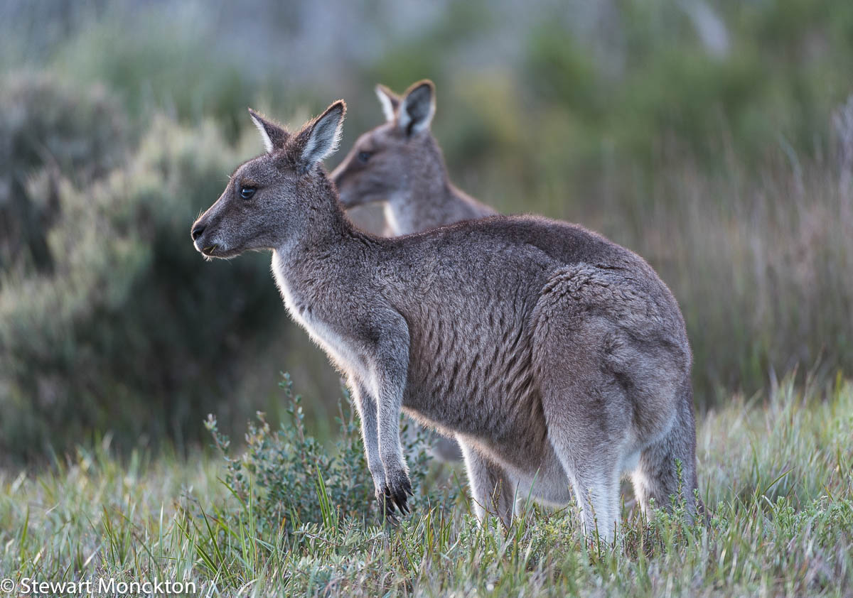 Paying Ready Attention - Photo Gallery: Eastern Grey Kangaroo - Wilsons ...