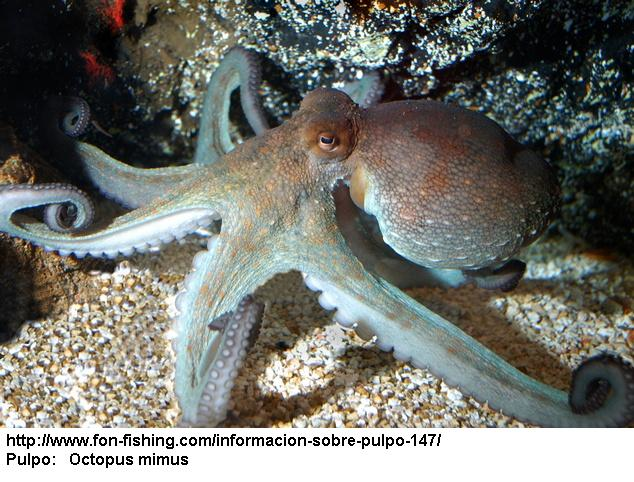 Oppdag Fisk!: Gould Octopus/Octopus Mimus (Saltvann)