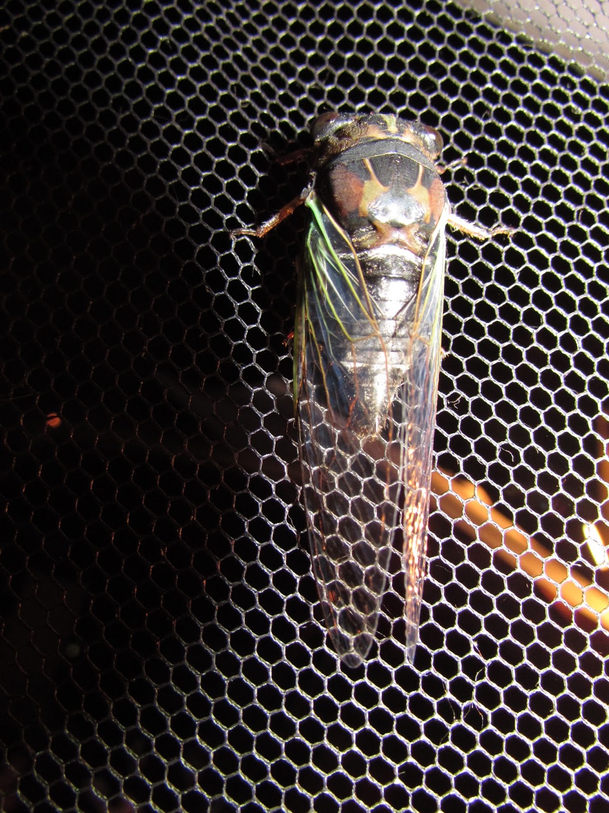 Our Life in Illinois: Insects