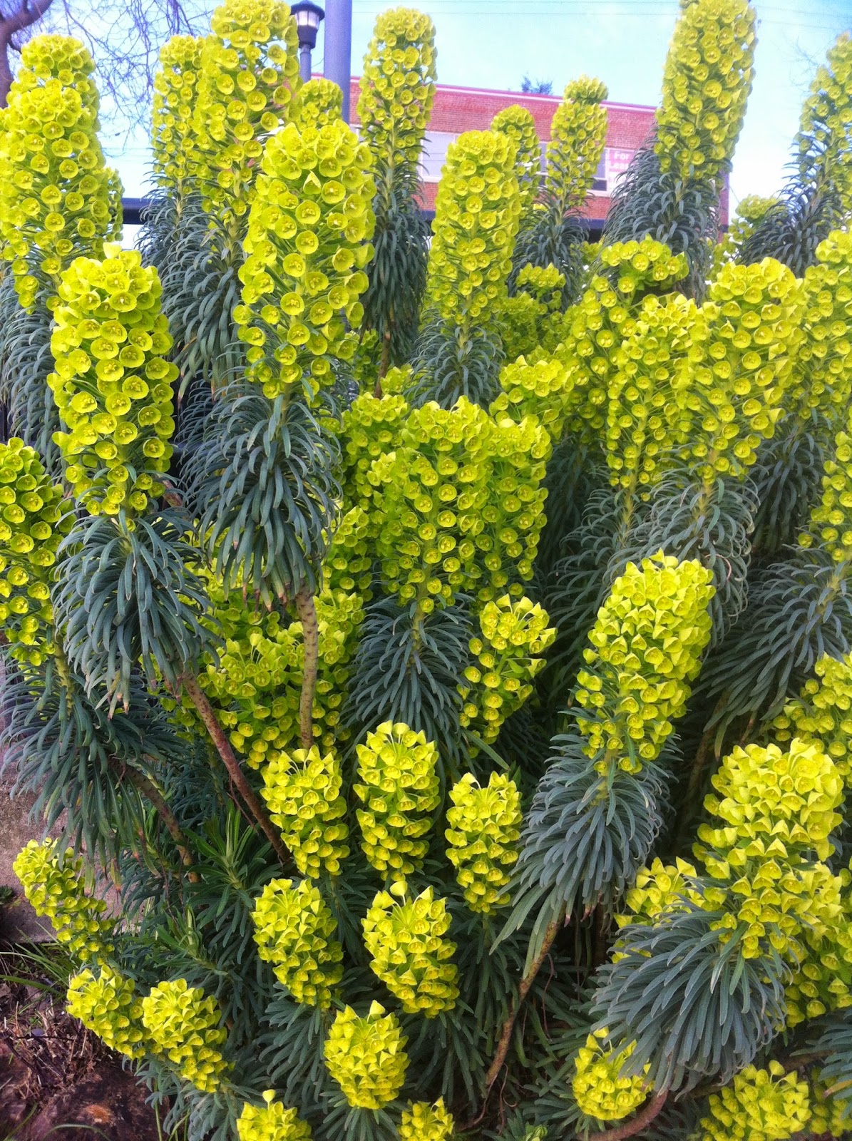 Essay-eh: Euphorbia enjoys a huge spate of early growth