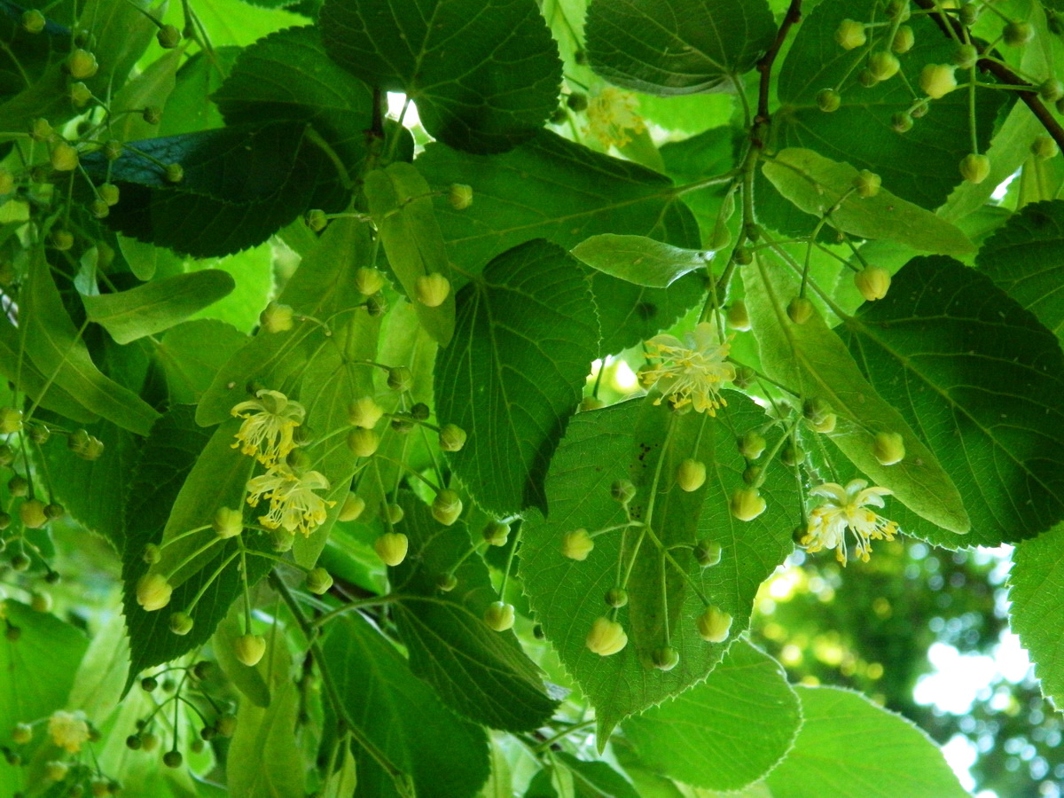 LA MULTI ANI, ROMANIA!: Flori de tei