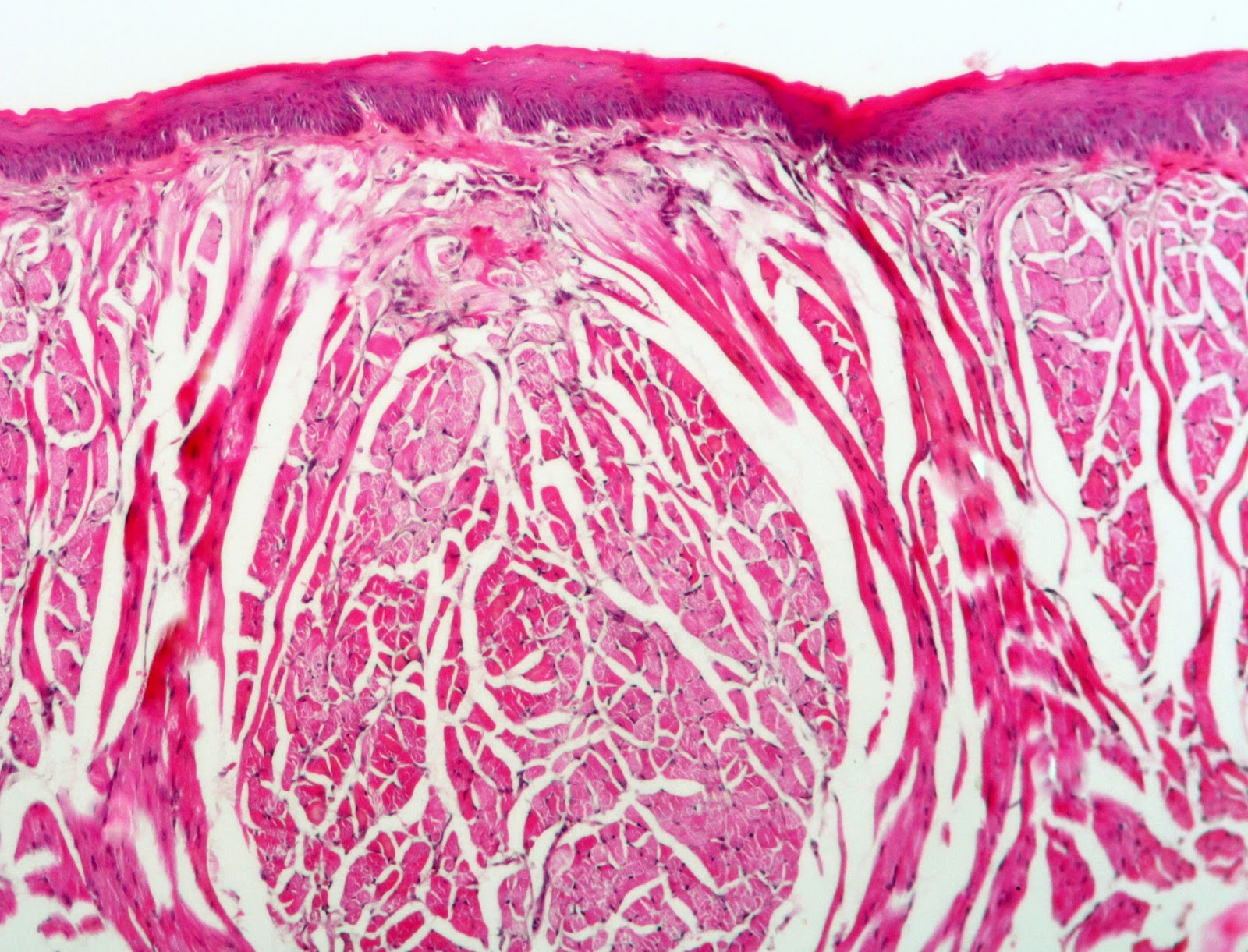 Morfologia e histologia cuatro tejidos basicos: MORFOLOGIA E HISTOLOGIA ...