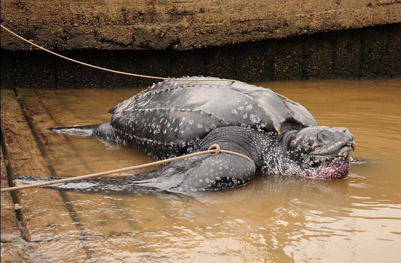 elaghaka: Tortuga Laud de 220 kg en el Rio de la Plata