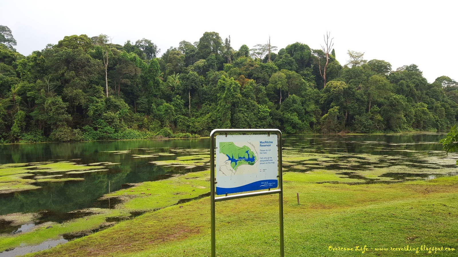 Overcome life: MacRitchie Trails Part 3 – MacRitchie Reservoir
