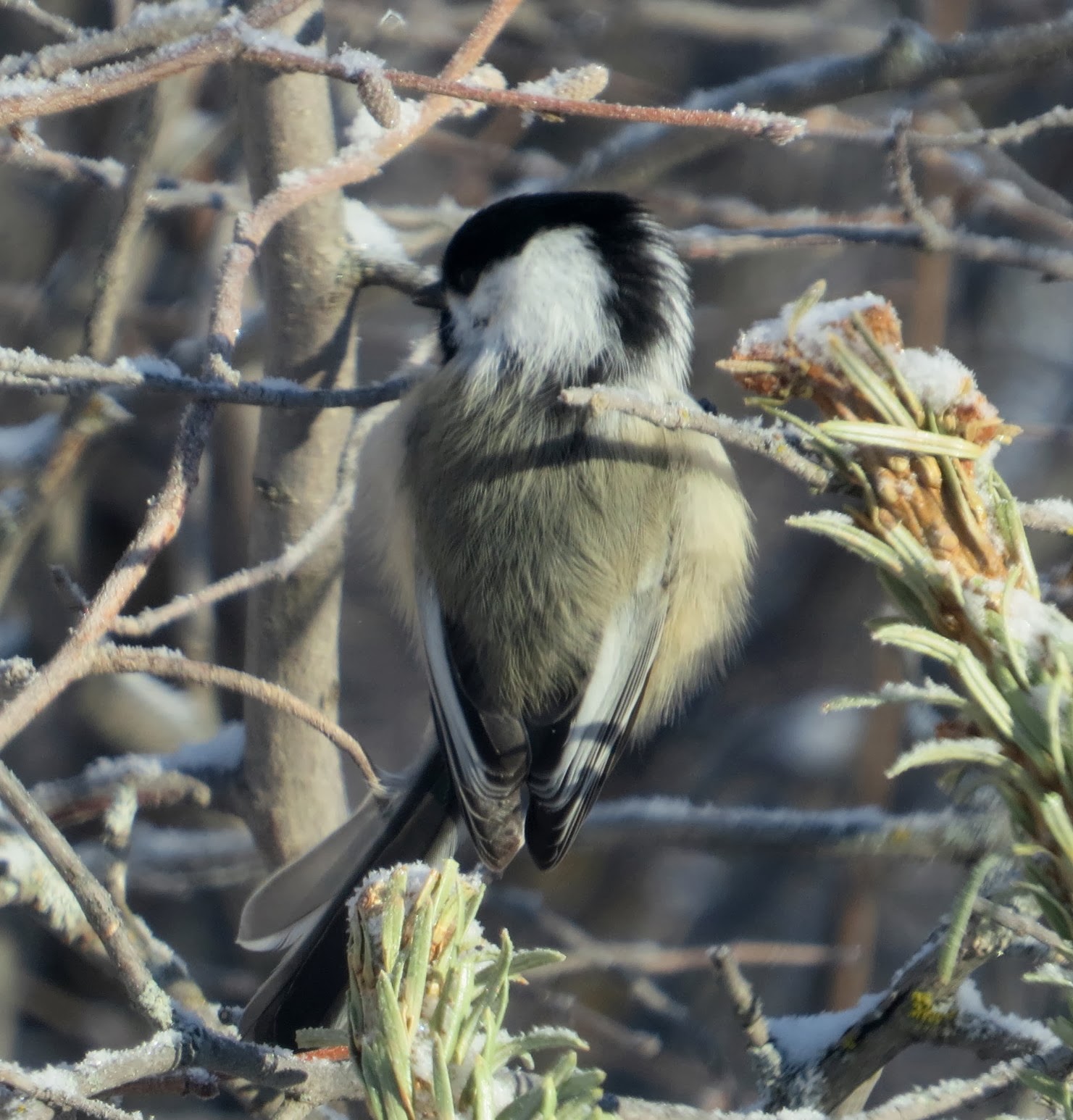 Still Life With Birder