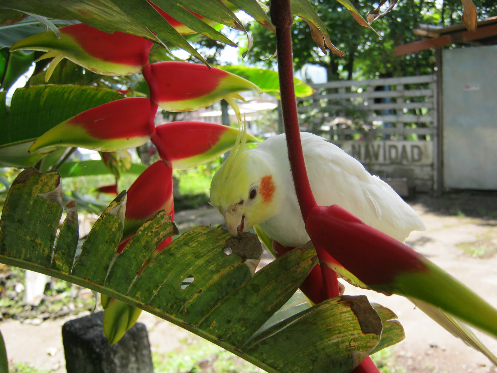 MI MASCOTA FAVORITA: Aves Ornamentales Tiernas