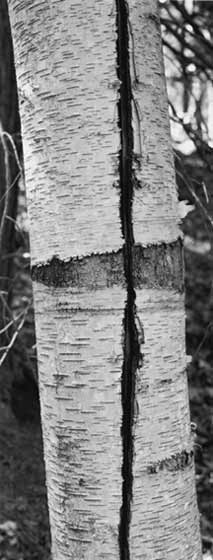 Ladybug Arborists: CRACKS IN YOUR TREE TELL A STORY