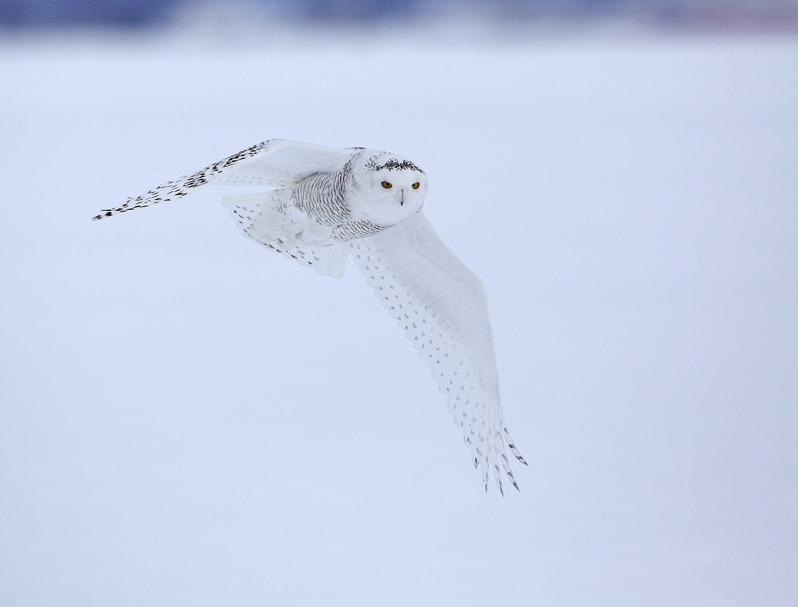 pewit: cold light Snowy Owls