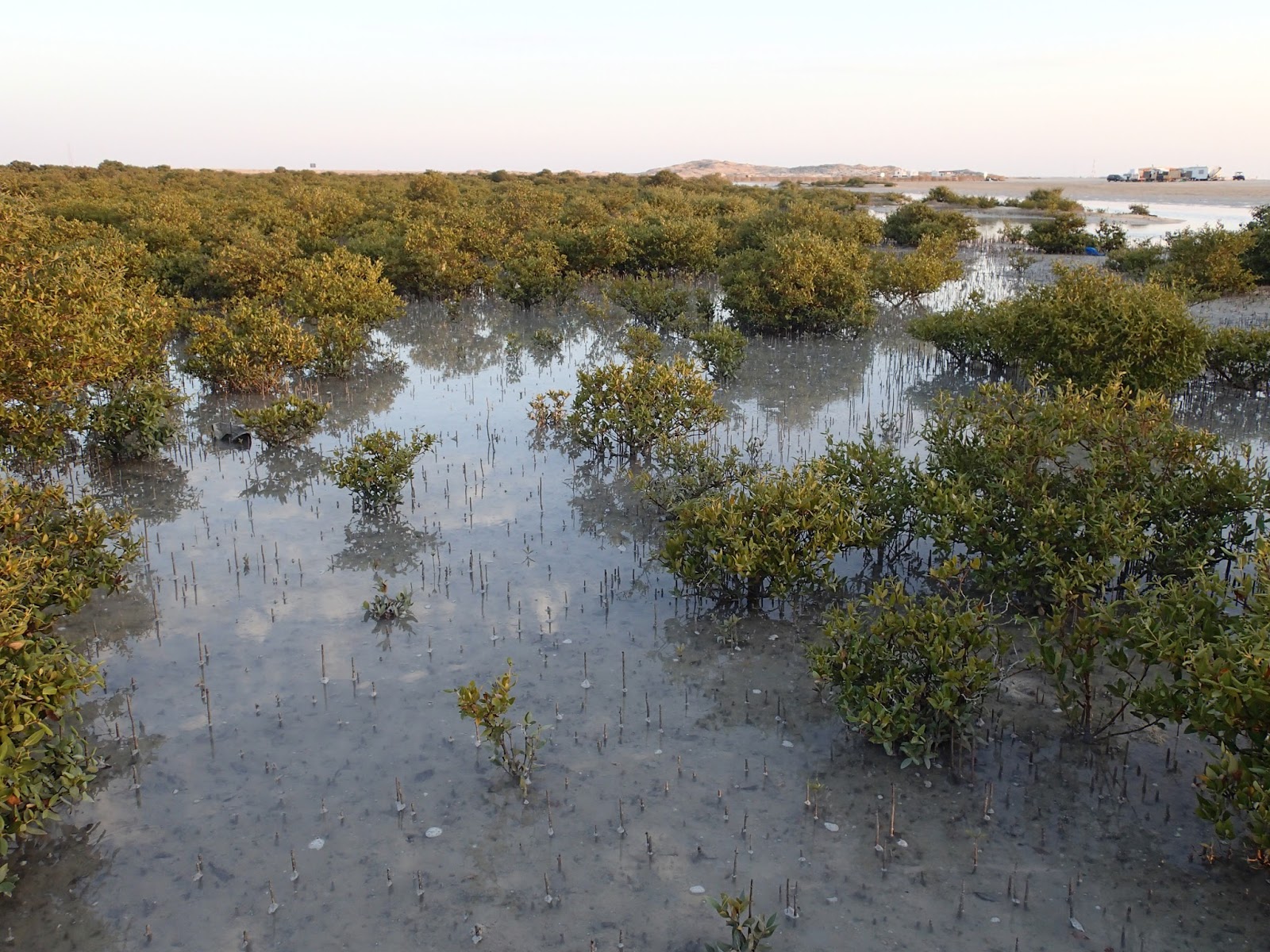 Athens Nature Journal: Coastal nature conservation in Qatar