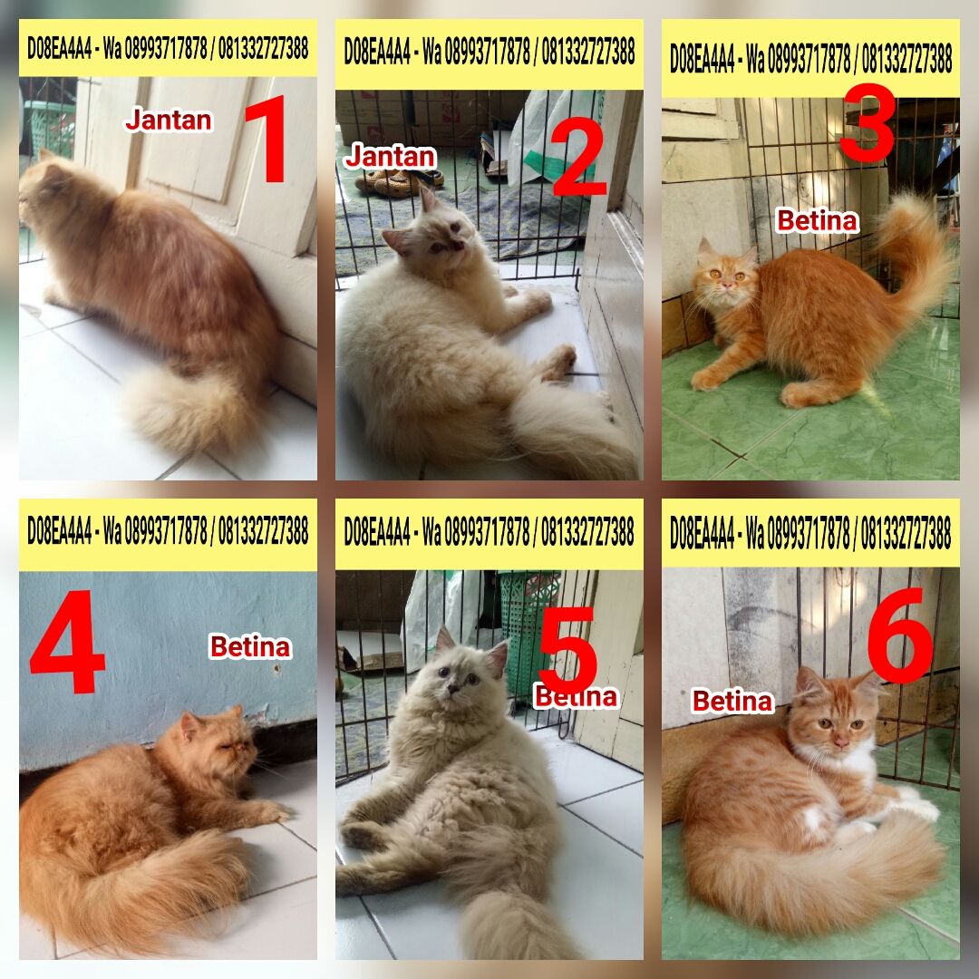 Hamster Dan Kucing Persia Murah Surabaya: KUCING DI JUAL BORONGAN ATAU ...