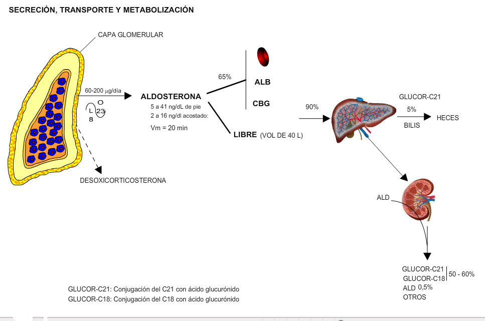 F M E D: ALDOSTERONA