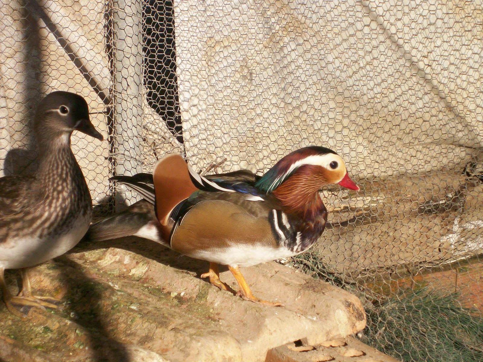 GaldiAves: PATO MANDARIN