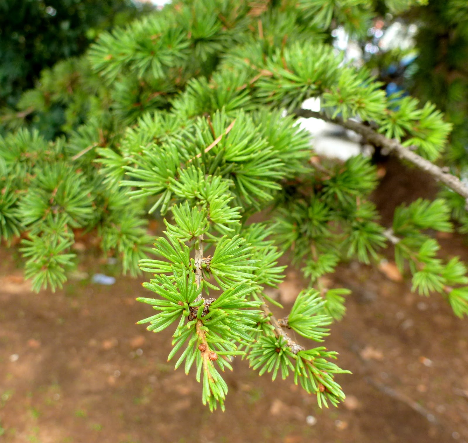 Árboles con alma: Cedro del Atlas. Cedre atlantic, (Cedrus atlantica)
