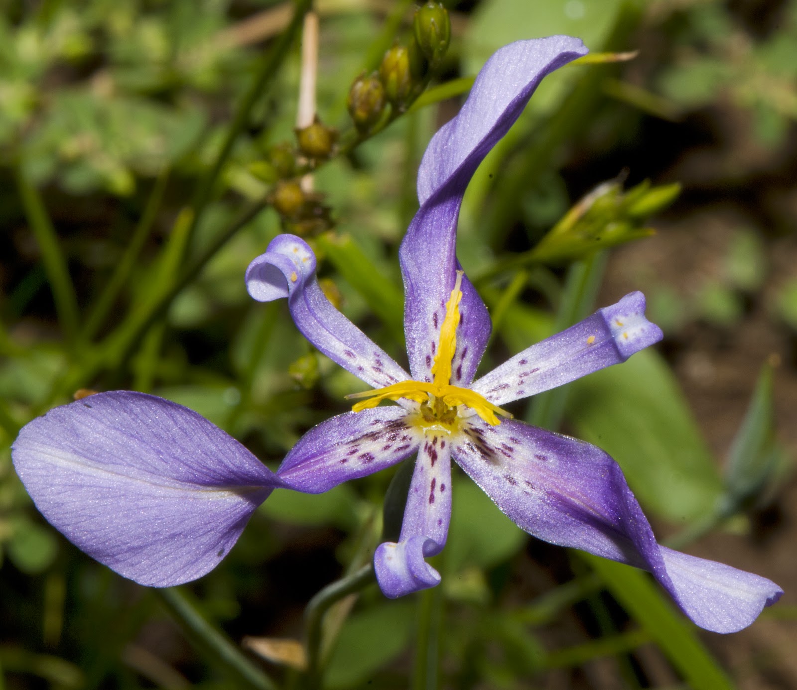 FOTOGRAFIAS DE LA FLORA AUTOCTONA DEL URUGUAY: Calydorea amabilis