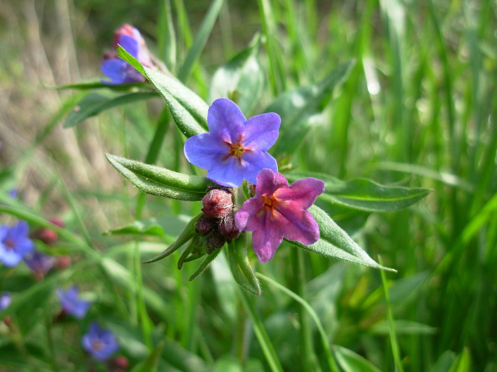 Les plantes de Torrelles: Lithospermum purpurocaeruleum