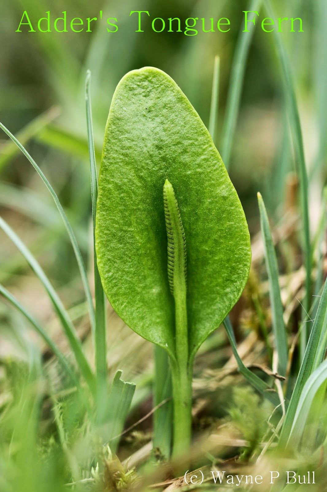 Oxfordshire Wildlife: Adder's Tongue Fern