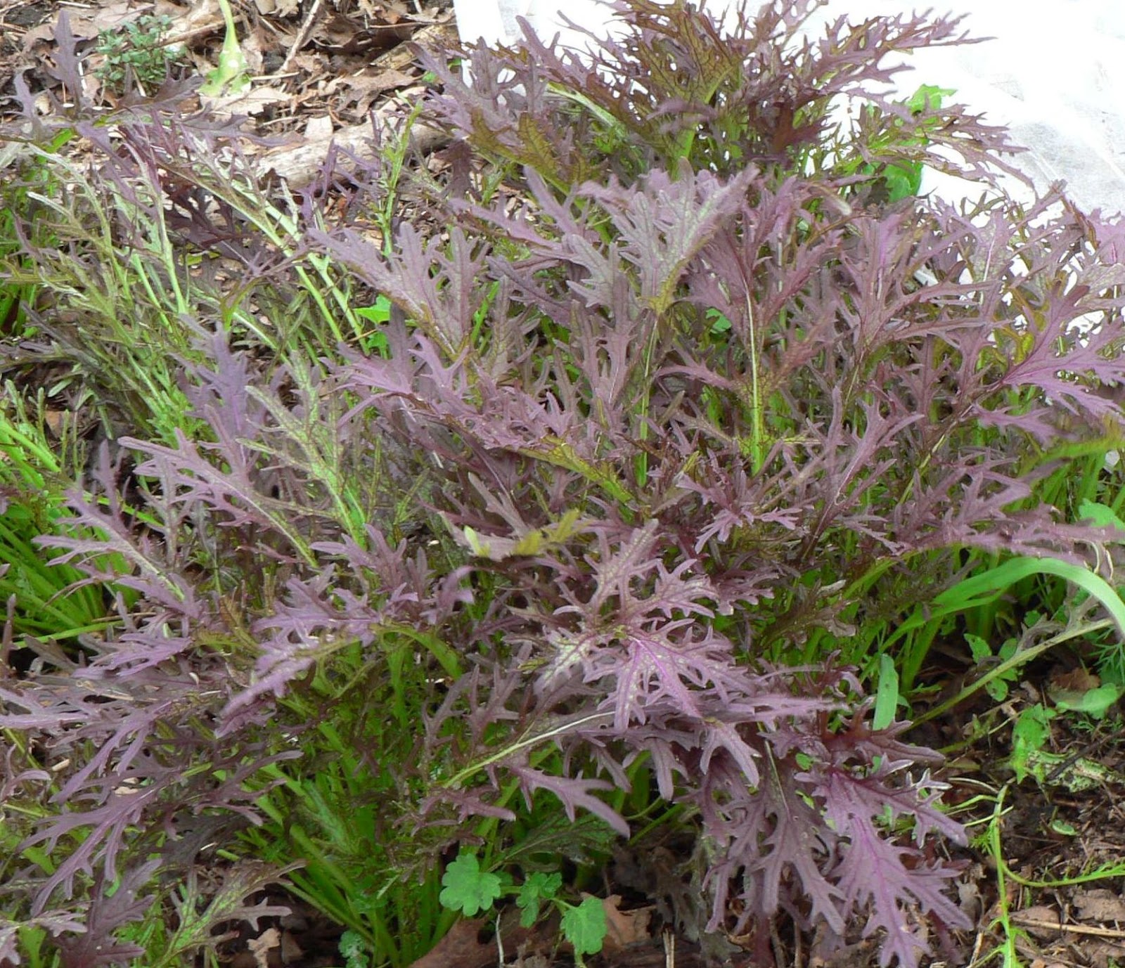 Visit My Garden: Asian Greens