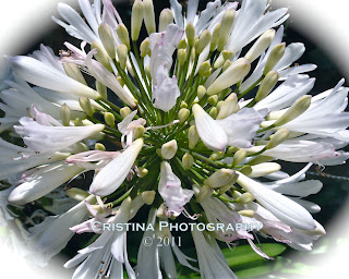 Flowers of Panama
