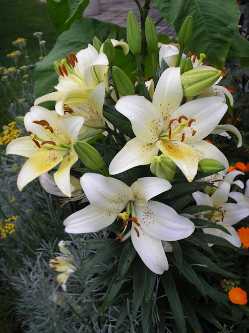 Ina Alencar flôres em Portugal,flôres para todos os gostos,muitas côres ...